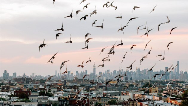 Café Scientifique on "Urban Fauna” | British Council